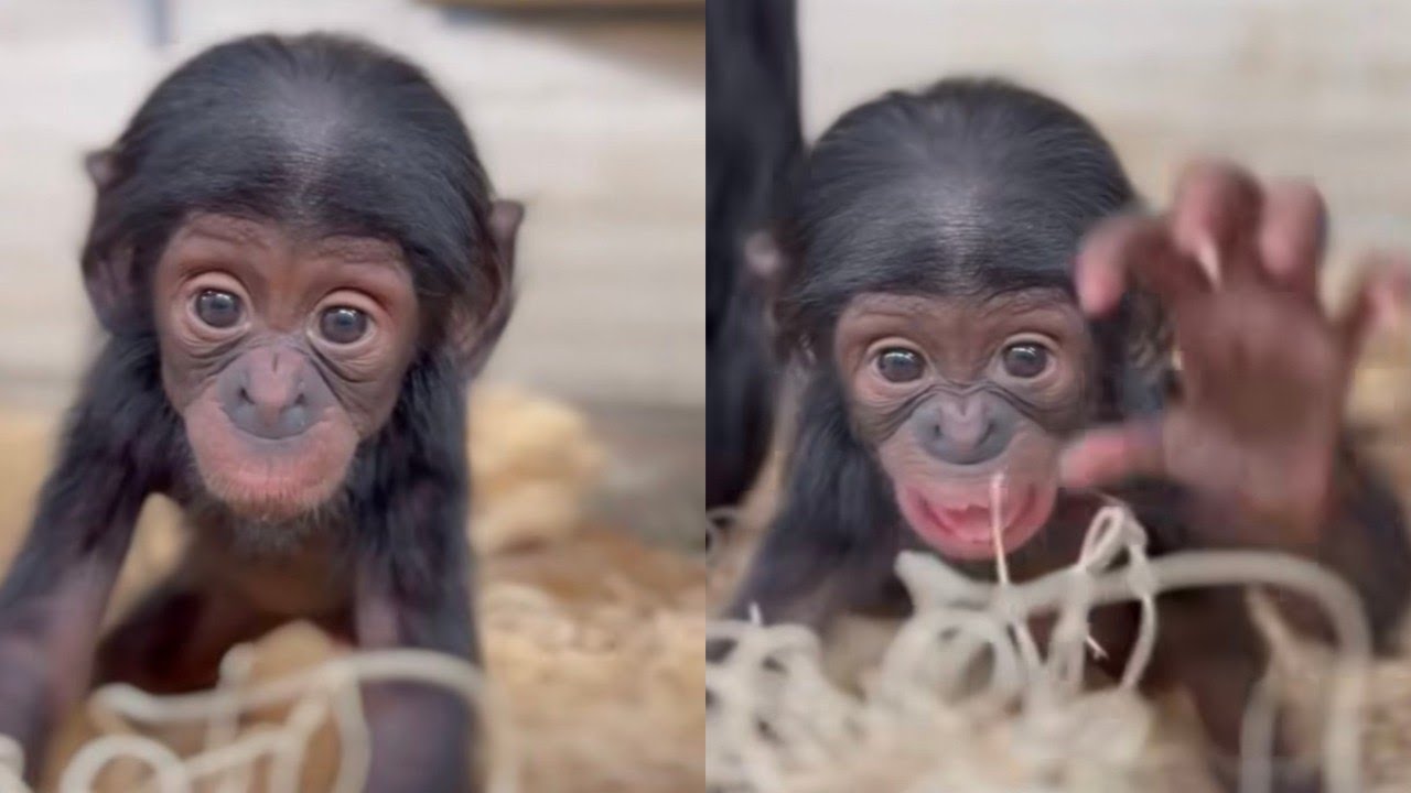 Meet Daisy: Big Eyes, Beautiful Face – The Cutest Bonobo Baby at ...