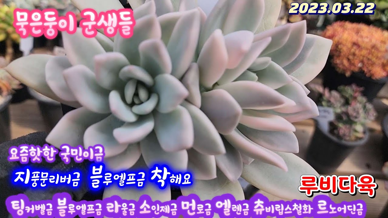 루비다육4묵둥이국민이금땡이라울금오팔리나금지풍금해븐스게이트소인제금라울금반데리금마리드금팅커벨금오팔리나금