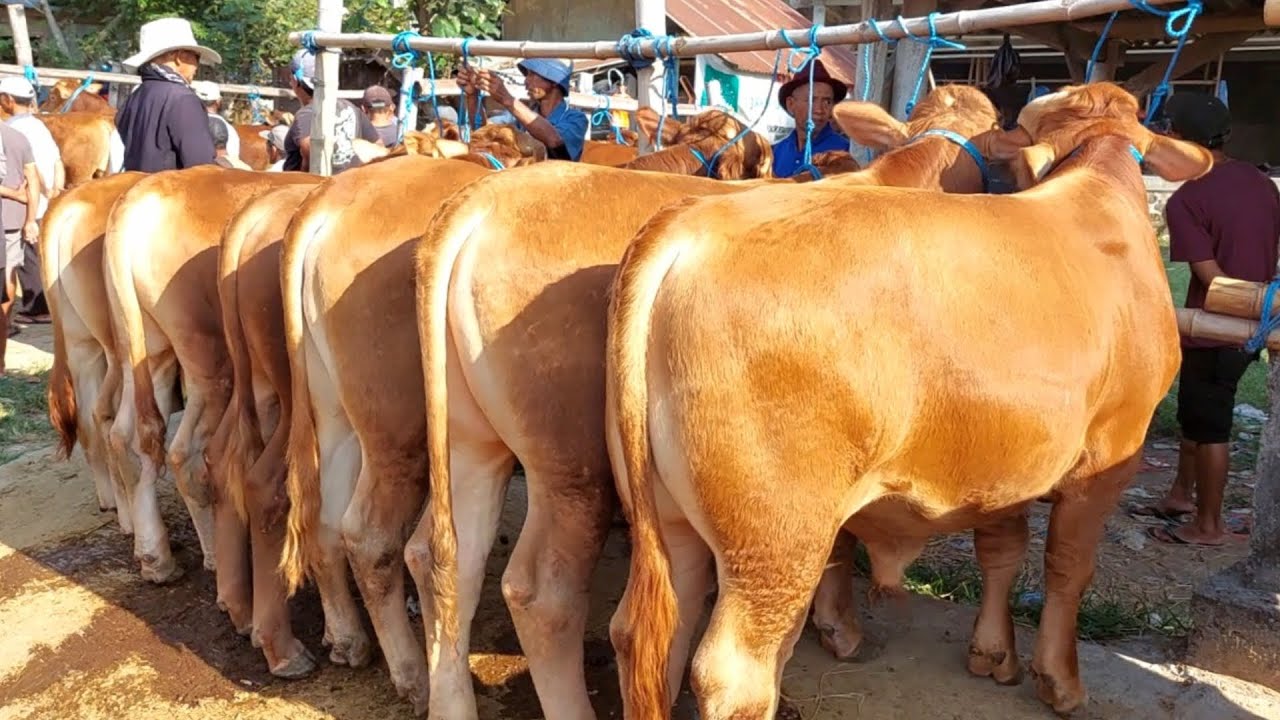 BAKALAN SAPI SUPER HARGA MURAH PASAR SAPI PLAOSAN MAGETAN JATIM - YouTube