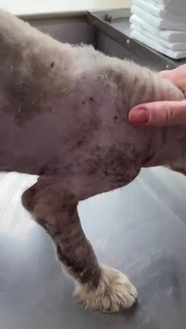 Taking Care of Paco | Health Update - YouTube