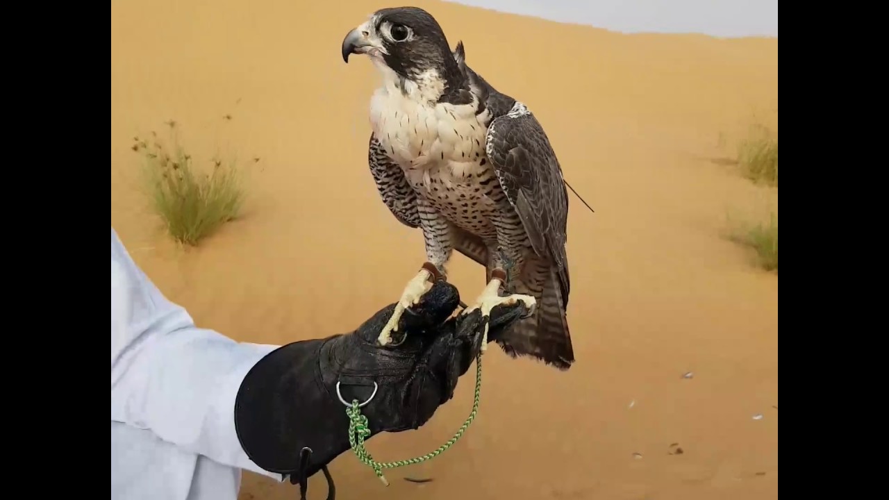 Falcon experience in Dubai, Falcon eating reward and a close-up - YouTube