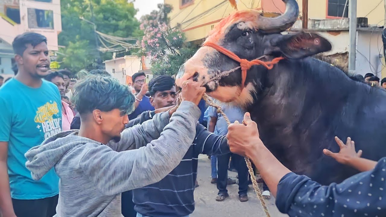 Funkey boy Funny Lifting Bull | Khairatabad Sadar | Chennaboina Family ...