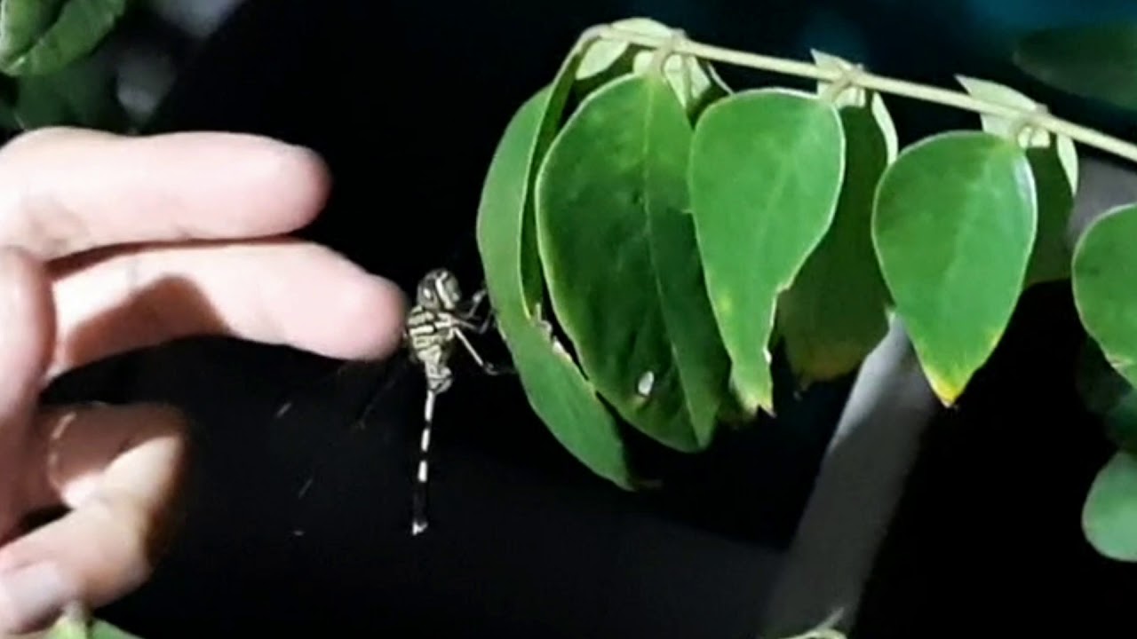 How to catch a dragonfly in a nutshell - YouTube