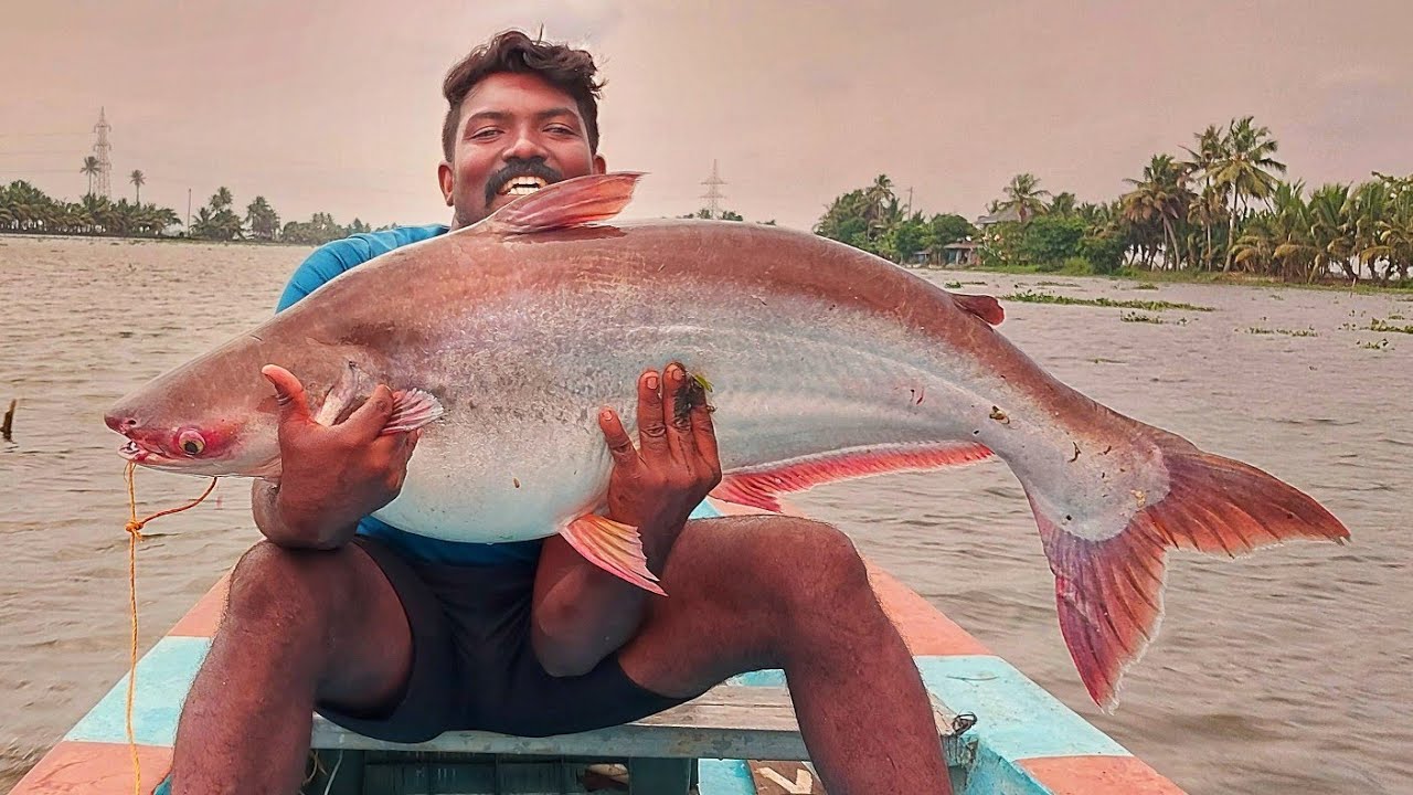 എന്നാ fight ആണ് ഈ മീന്‍ തരുന്നത്|16.5kg fish fighting for its life ...