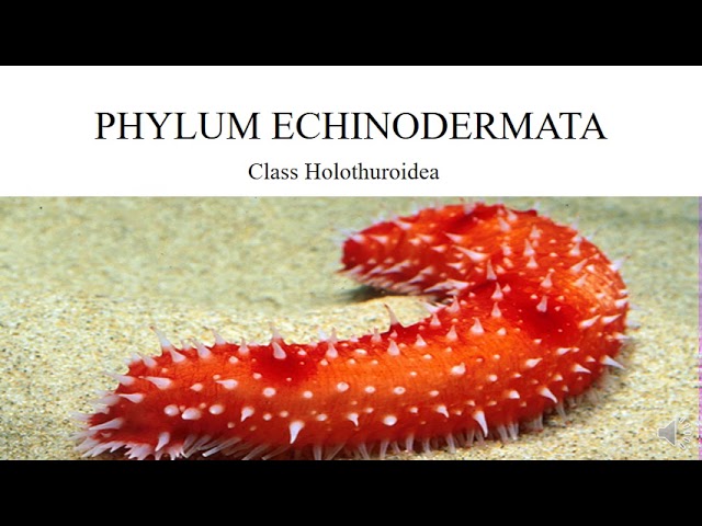 Class Concentricycloidea