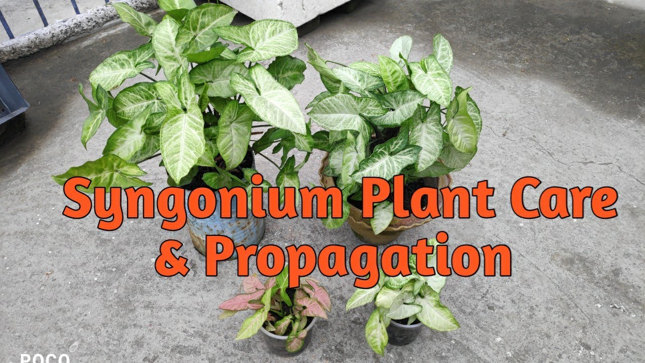 How To Grow & Care Syngonium Plant // Arrowhead Plant //Propagation In ...