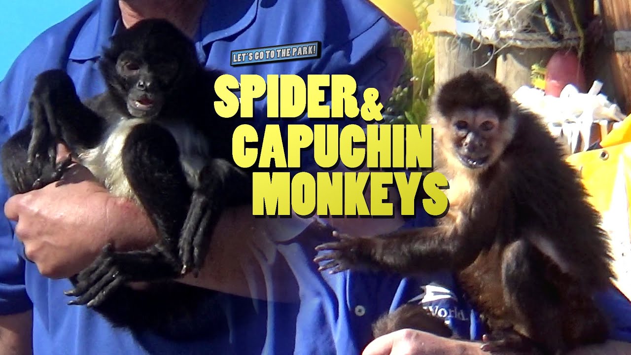 Spider & Capuchin Monkeys - YouTube