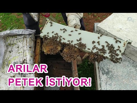 VAR DALAK, VER PETEK!