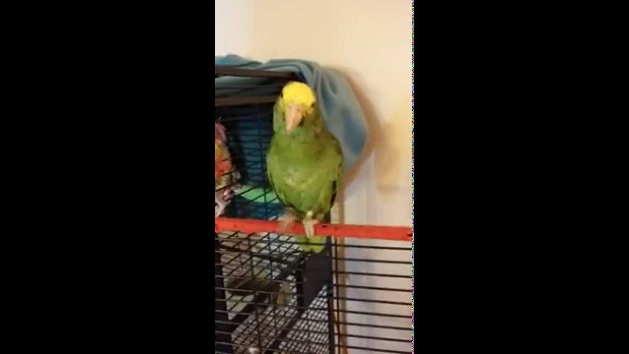 Amazon parrot enjoying a spray bottle shower. - YouTube