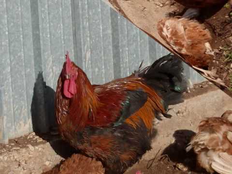 gallo piu grosso della puglia - YouTube