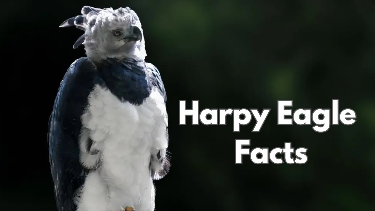 Harpy Eagle Facts: The Rainforest’s Fiercest Bird of Prey! - YouTube