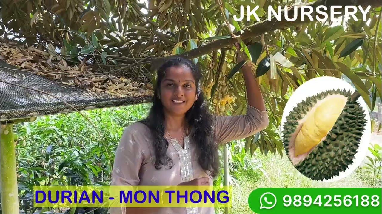Durian - Mon thong variety plants available - YouTube