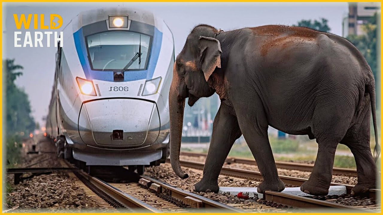 Tragic & Shocking! 45 Animal Train Crashes You Won’t Believe Were Real ...
