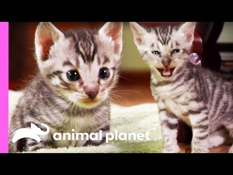 Toyger Kittens Prowl Around Their Suburban Jungle Home | Too Cute!