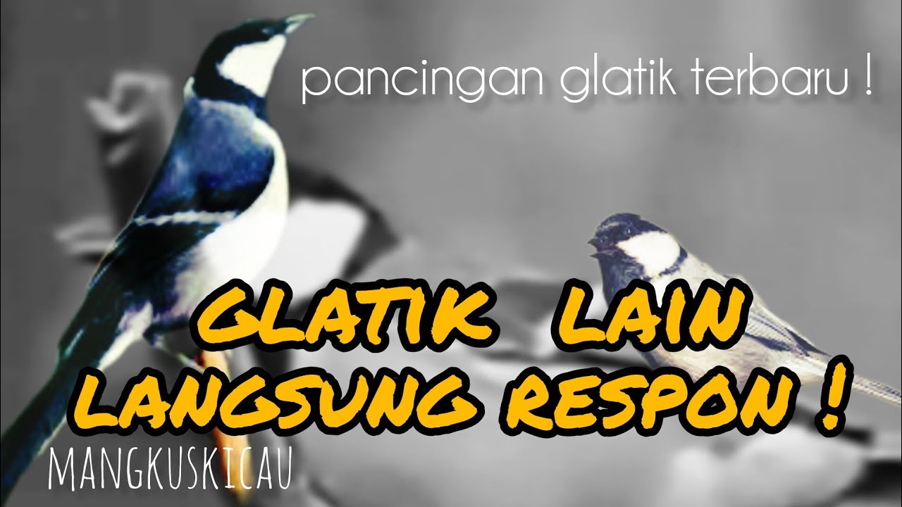 Suara burung glatik batu untuk memancing glatik lain ikutan ngerol ...