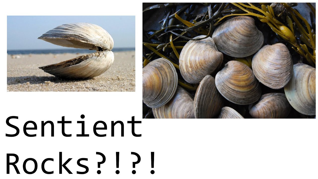 Why are there sentient rocks in the ocean - YouTube