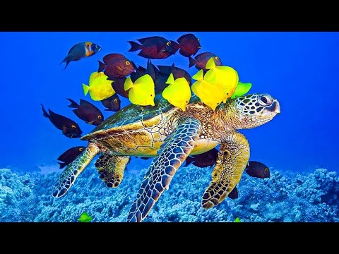 Музыка для души 🌿 Нежная лечебная музыка здоровья и для успокоения нервной системы
