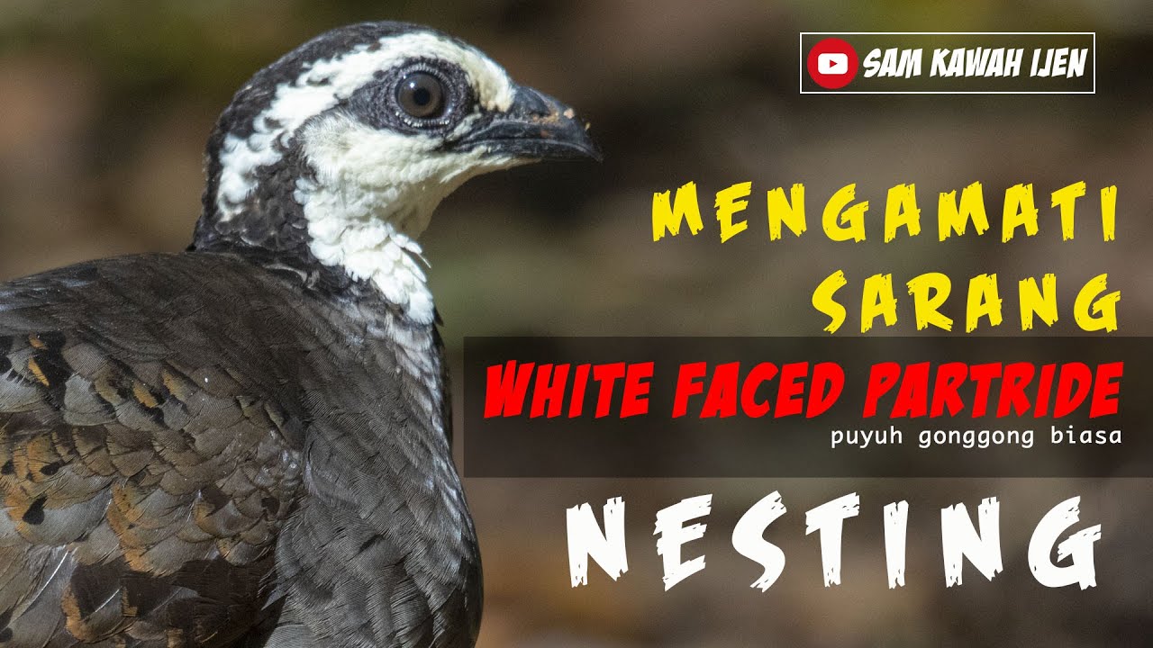 WHITE FACED PARTRIDGE | NESTING - YouTube
