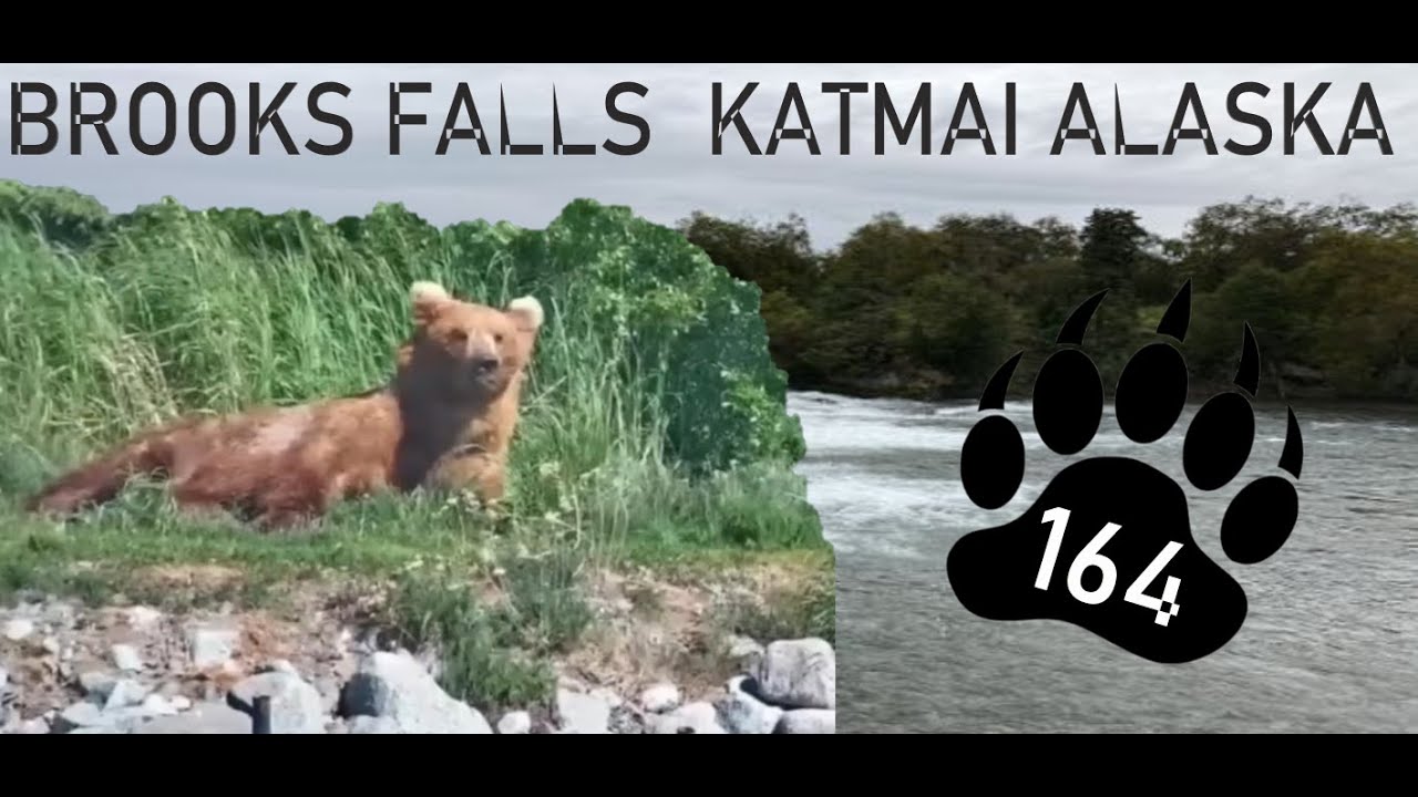 BROOKS FALL Bear 164 (Bucky Dent) chilling in the sun - YouTube