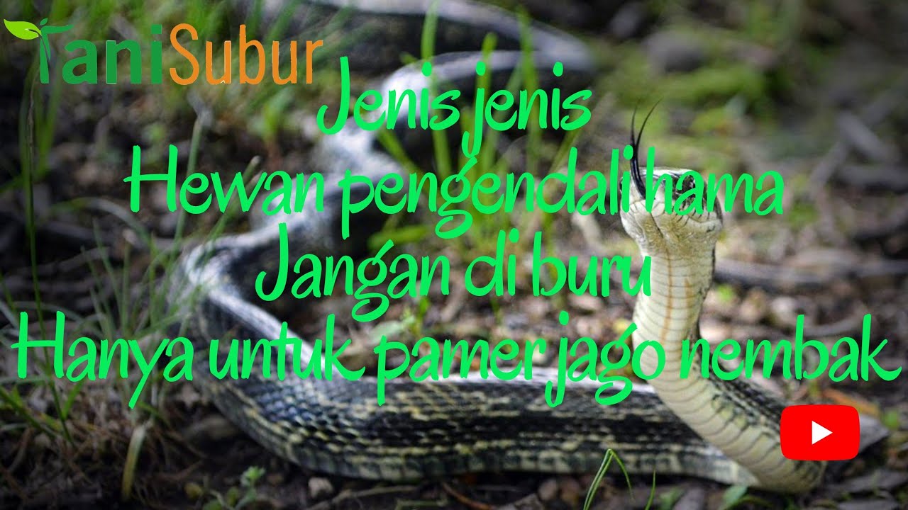 hewan yang jadi pengendali hama - YouTube