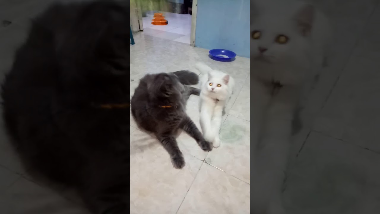 Kucing malas - YouTube