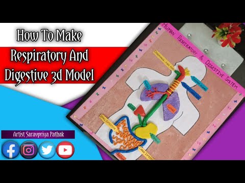 How To Make DIY 3d Human Respiratory And Digestive System Model /3d ...