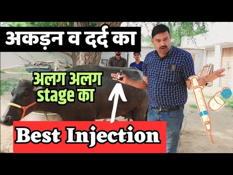 हर अवस्था का अलग INJECTION ऐसे पहचानो Buffalo Leg pain treatment ...
