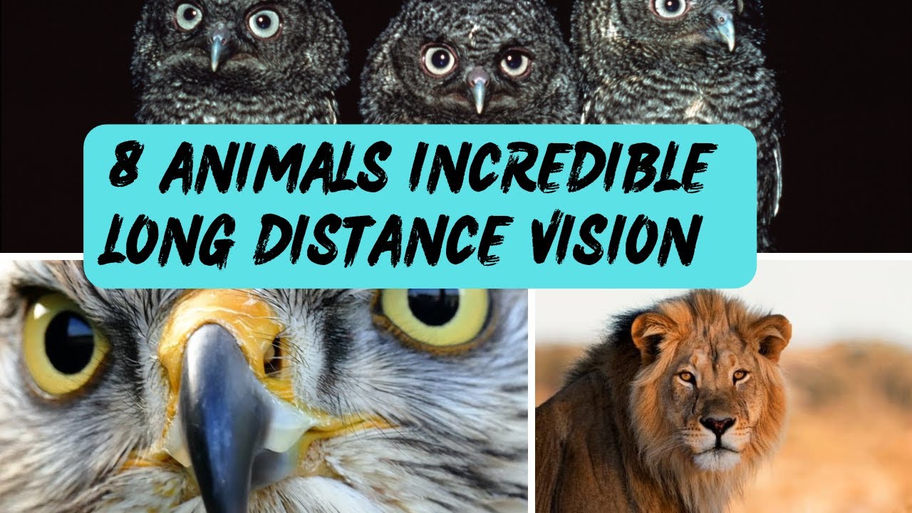 8 Animals With Incredible Long Distance Vision #interestingfacts # ...