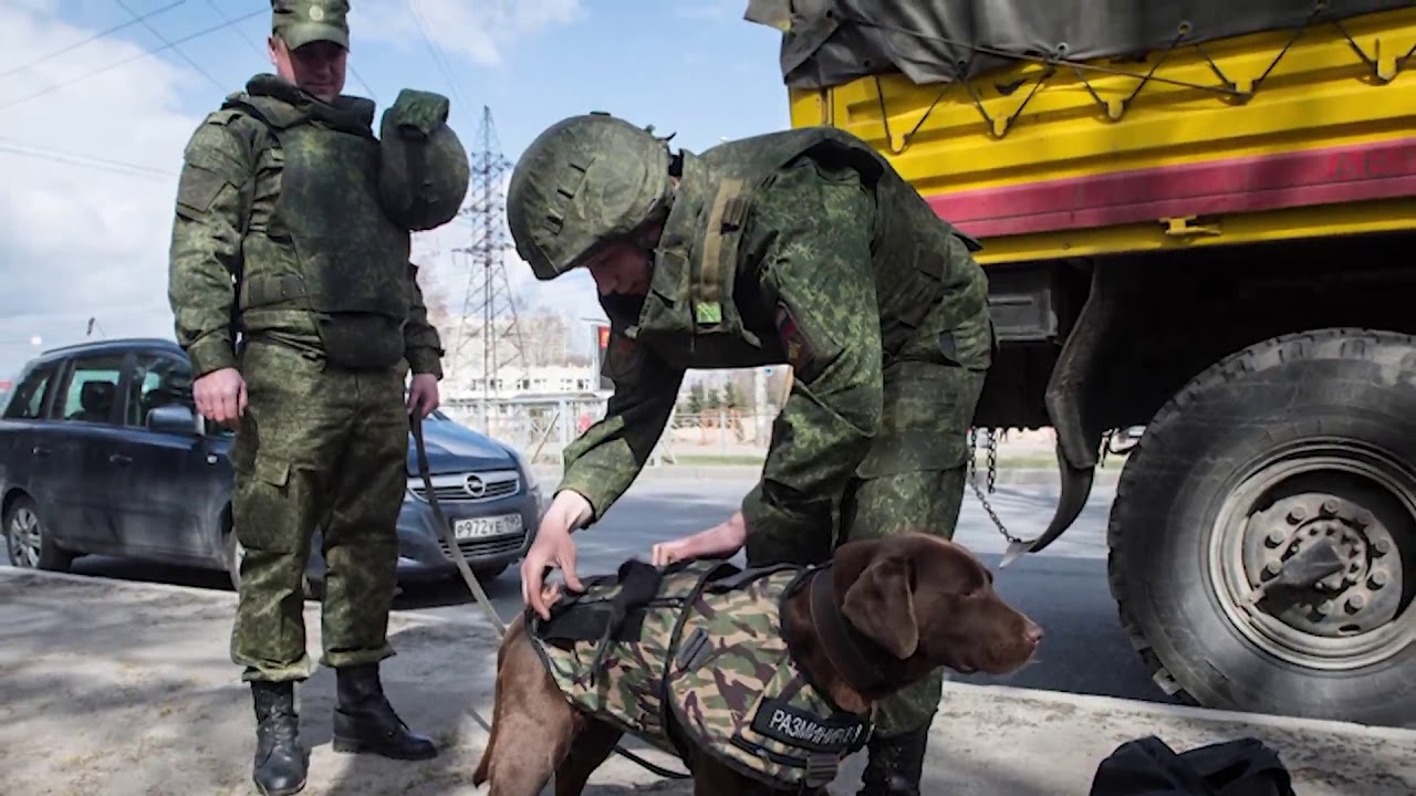 Law Enforcement & Military Working Dogs - Working Dog Practitioner ...