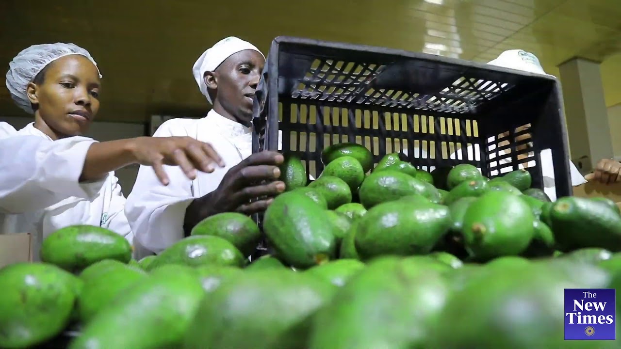 Rwanda Fruit, vegetable exports offer huge benefits, employment - YouTube