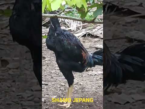 AYAM SHAMO JAPANESE - YouTube