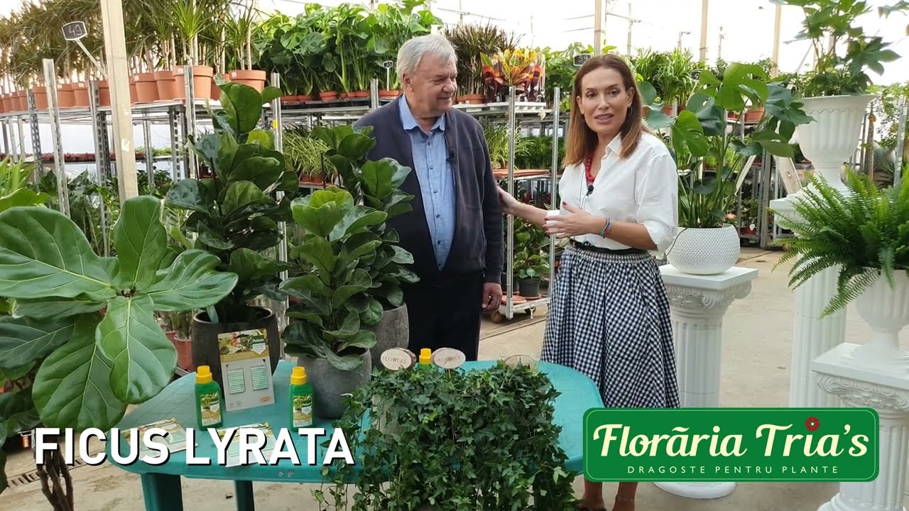 FICUS LYRATA, planta cu frunze lira - Sfaturi de la Floraria Trias ...