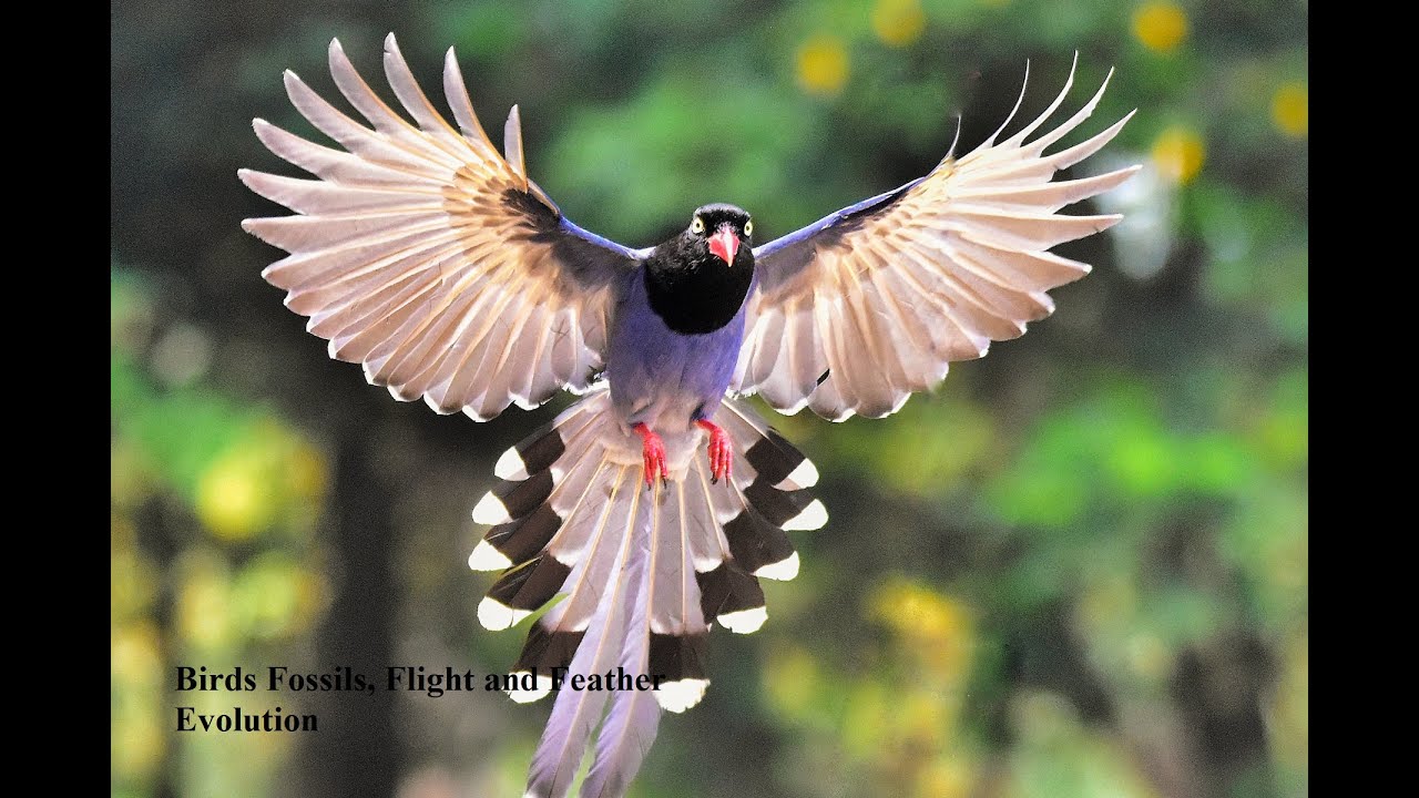 Birds Fossils, Feather and Flight Evolution - YouTube