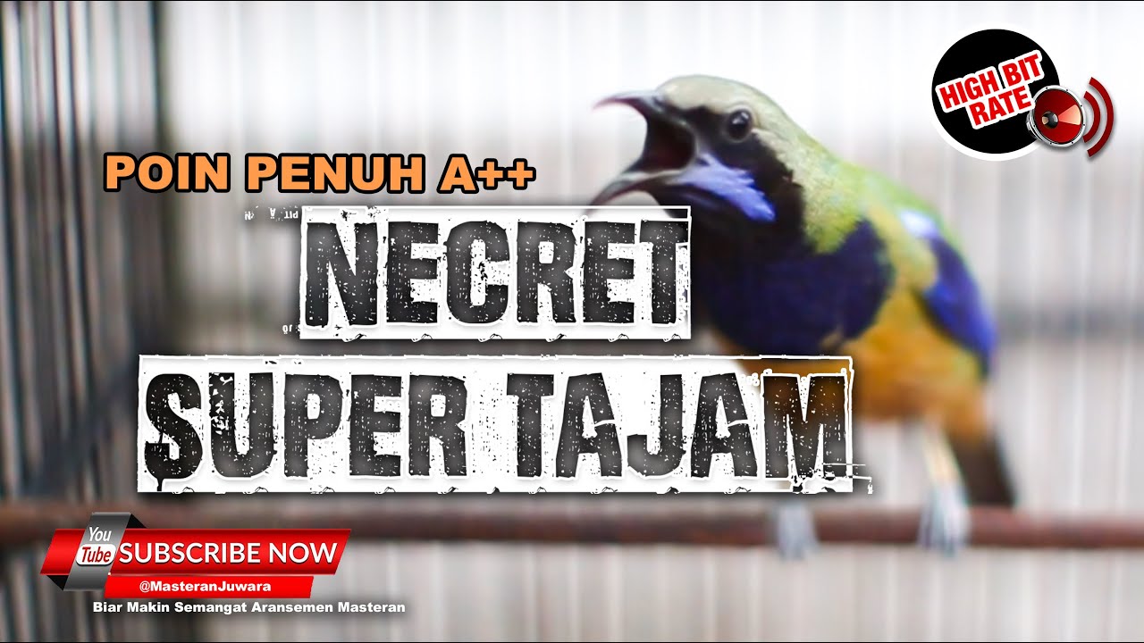 🔴 Cucak Cungkok Super Gacor Necret Sangat Tajam Cocok Untuk Masteran ...