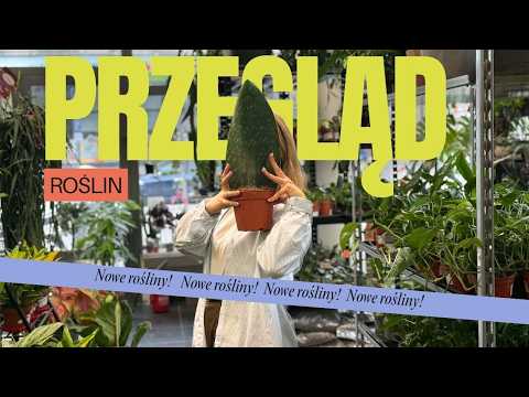 CO WYBRAŁABYM z tej dostawy? 🌿GERANIUM, SANSA ŁOPATA, SZCZAWIKI i nieoczywiste HITY! | MOJE BADYLE