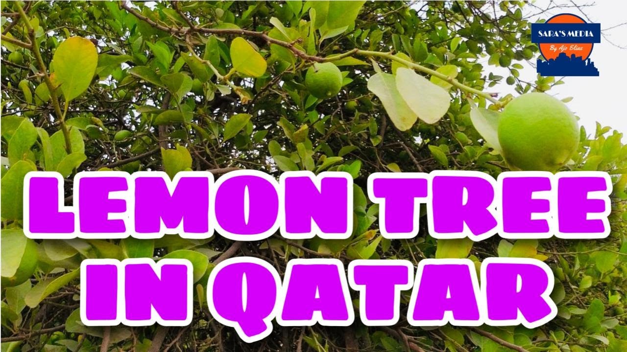 LEMON TREE IN QATAR | ചെറുനാരങ്ങയുടെ അത്ഭുത ഗുണങ്ങള്‍ - YouTube
