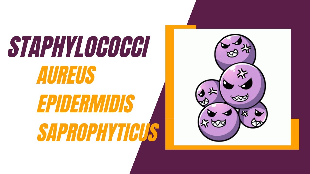 Staphylococci - Staphylococcus Aureus, Staphylococcus Epidermidis and ...