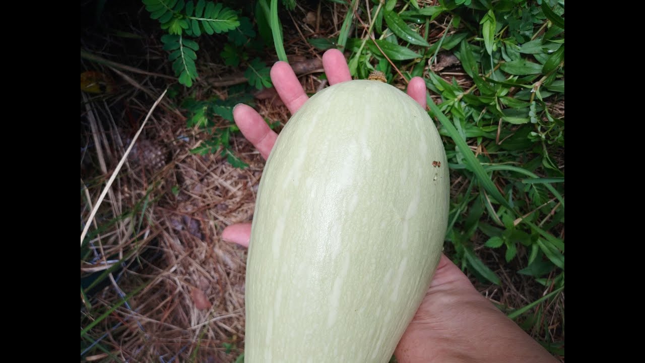 Zucchino Rampicante Squash - YouTube