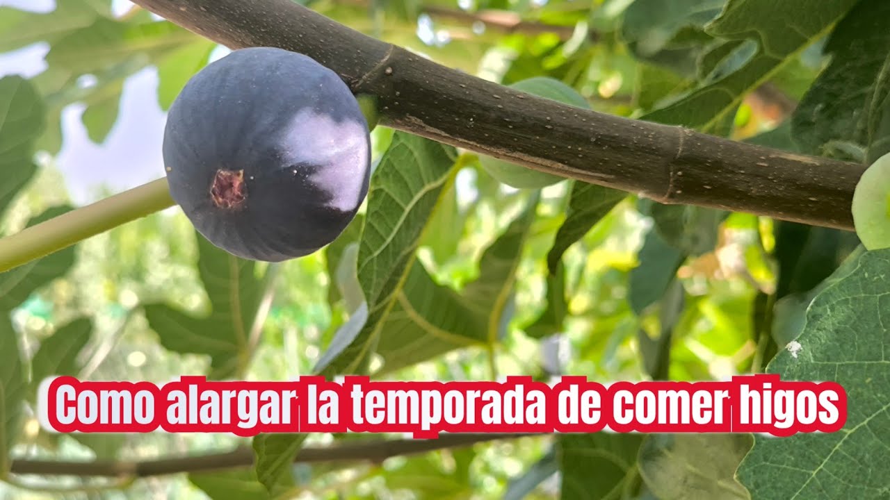Como alargar la temporada de comer higos - YouTube