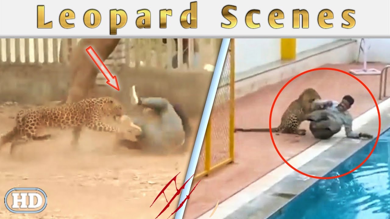 Leopard Attacks Human | Unexpected Scene | Village | Blood | Some ...