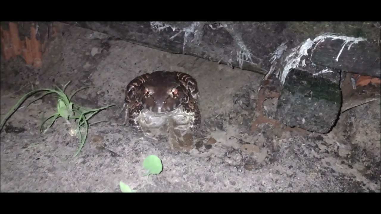 ACHAMOS UMA GIA, (RÃ) - YouTube