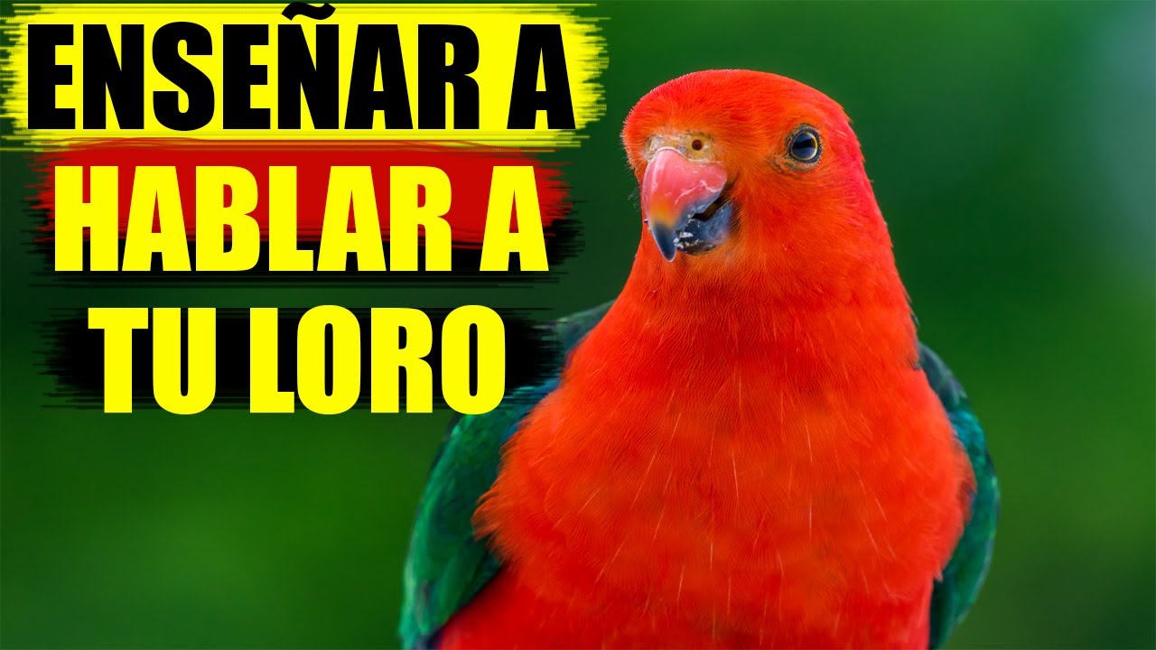 Consejos para enseñar a hablar a tu loro - YouTube