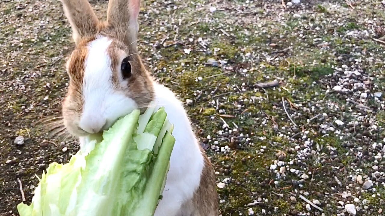 The rabbit eating vegetables is too cute! - YouTube