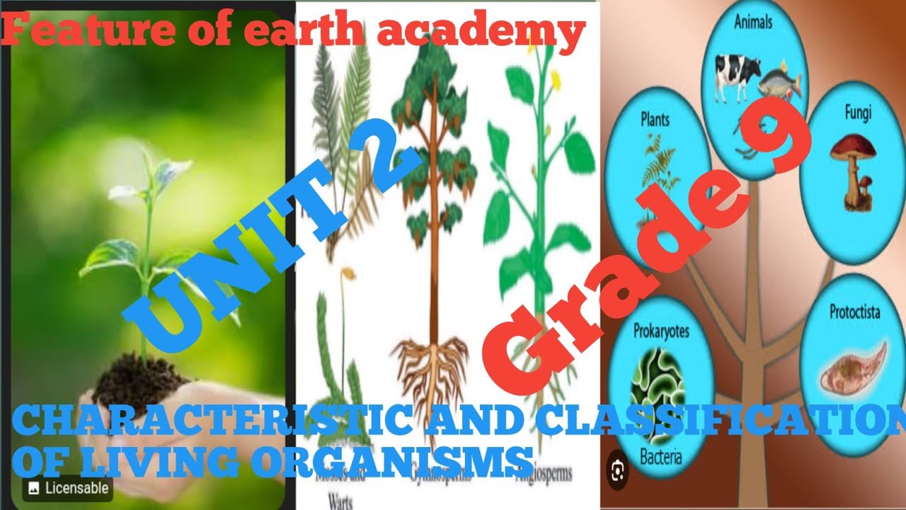 Grade 9 biology unit 2 part 3, Relevance of classification - YouTube