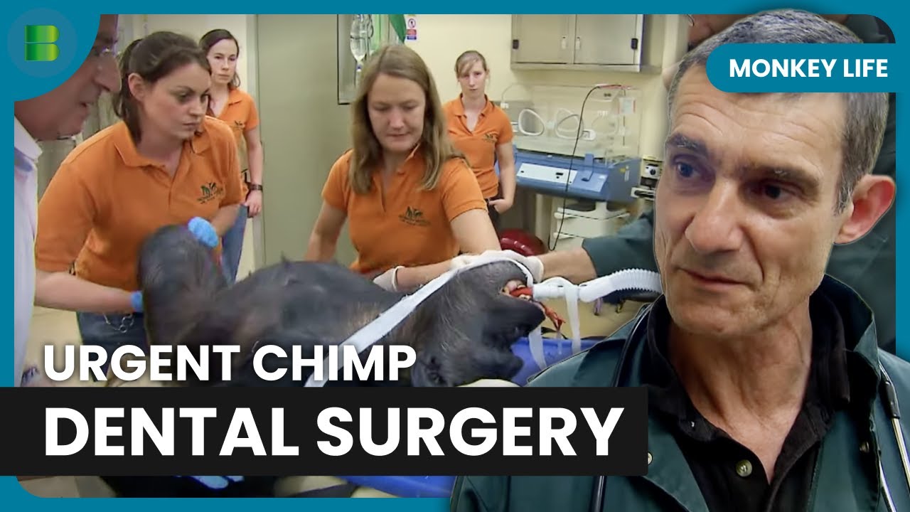 Chimp Needs Urgent Dental Surgery | Monkey Life | Documentary - YouTube