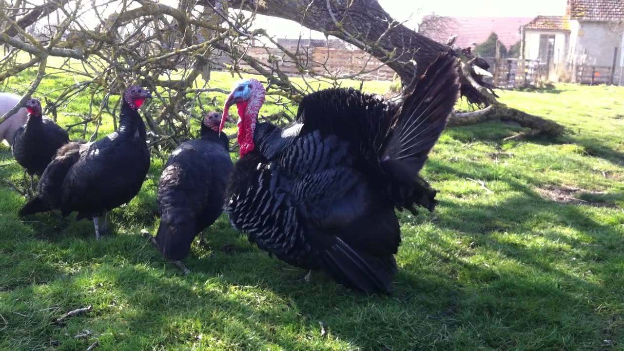 Parade du dindon noir du bourbonnais - YouTube