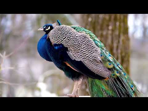 Beautiful scenes of Peafowl