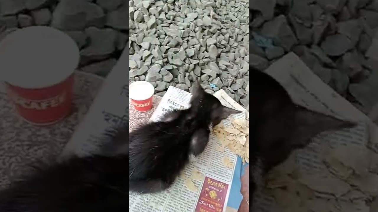 Helping a Cute kitten in need - YouTube
