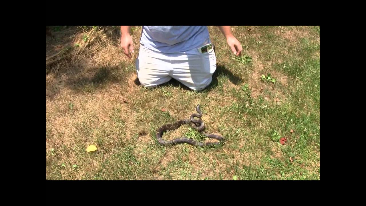 Midland (black) rat snake (Elaphe spiloides)#2 - YouTube