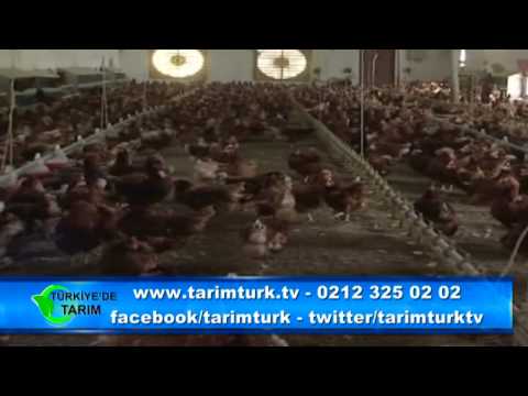 Türkiye'de Tarım- Kuş Gribi 2. Kısım